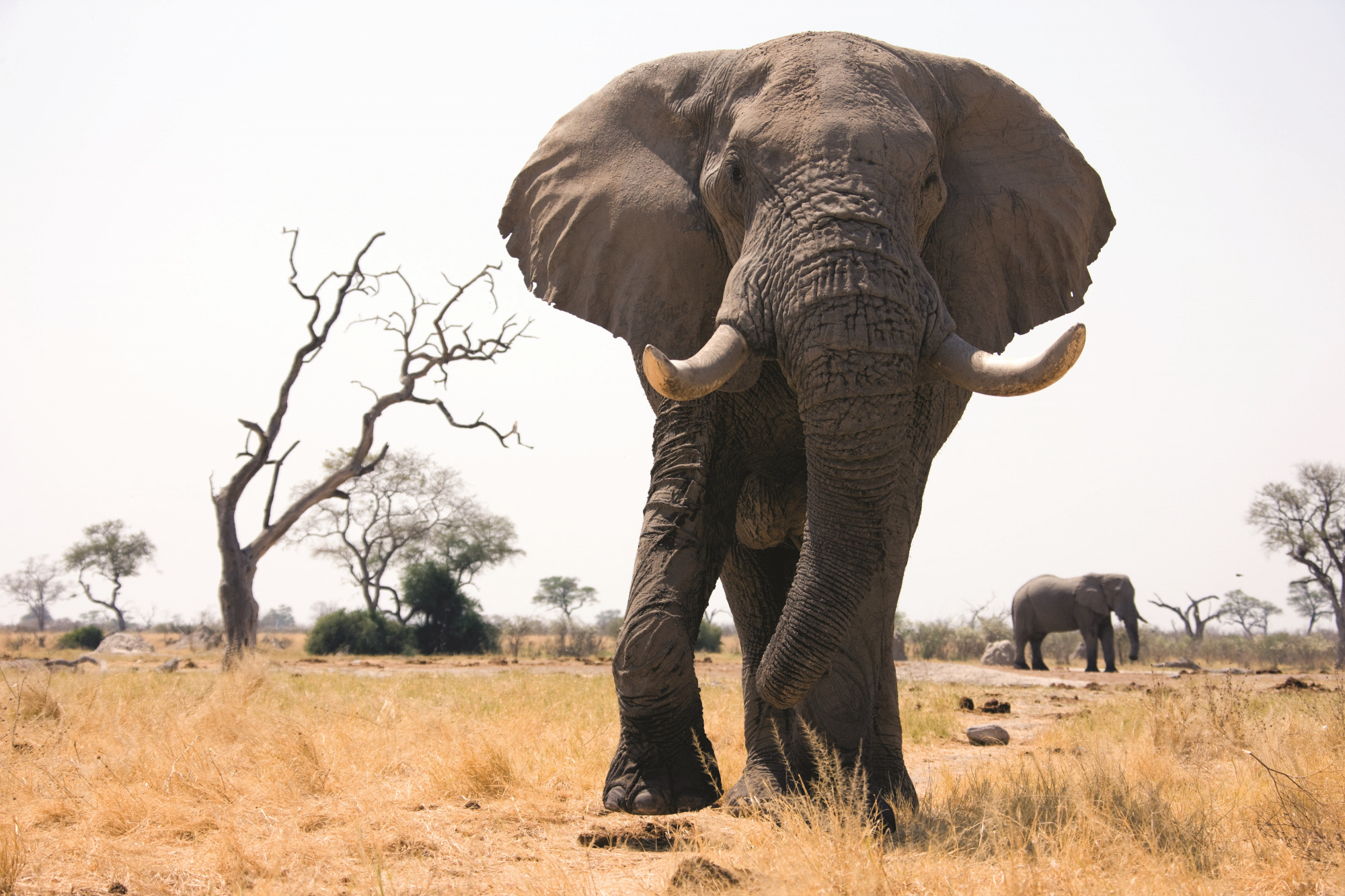 Johan Calitz Safaris - AHG