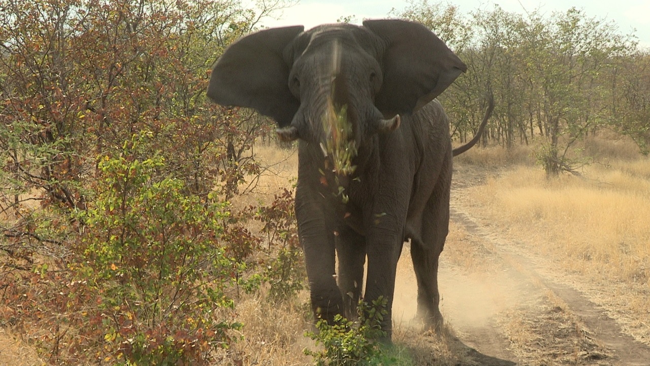 John Sharp Safaris - AHG