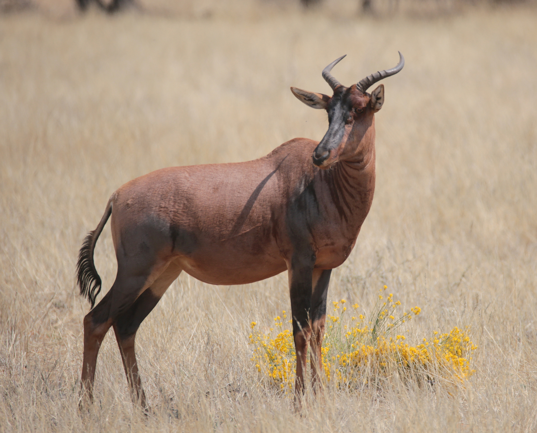 Bergzicht Game Lodge - AHG