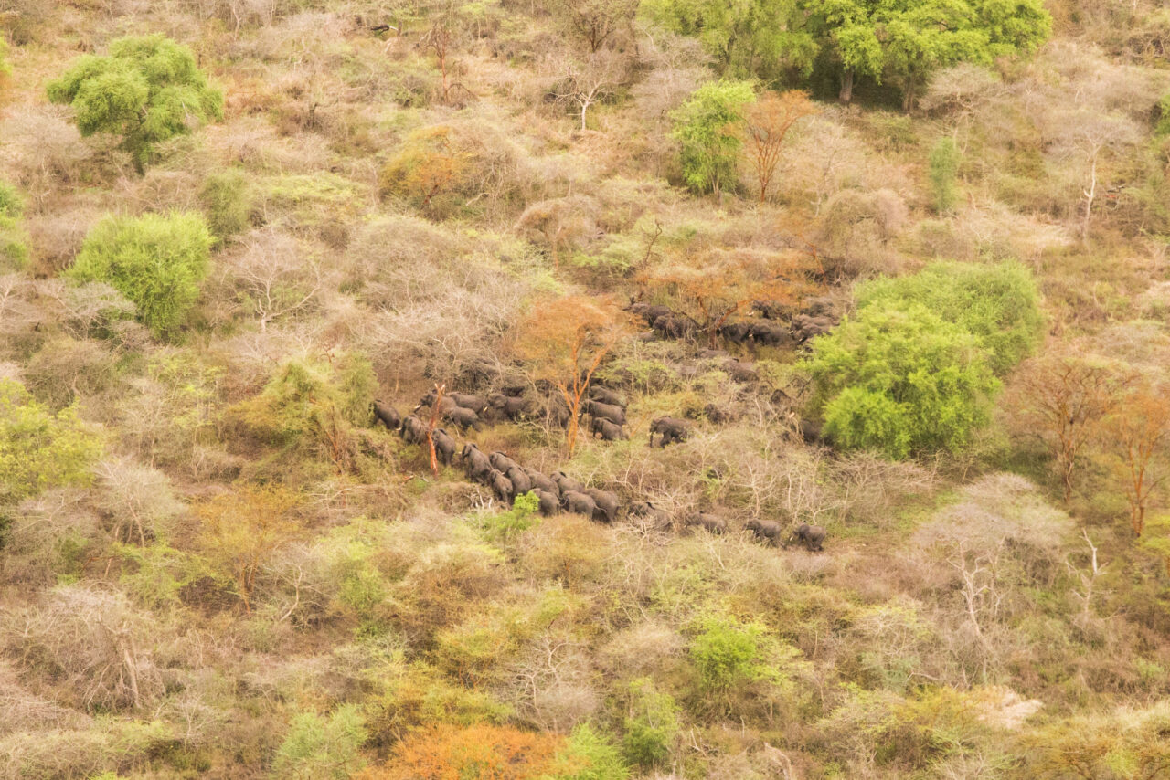 African Parks to Manage Boma and Badingilo National Parks in South ...