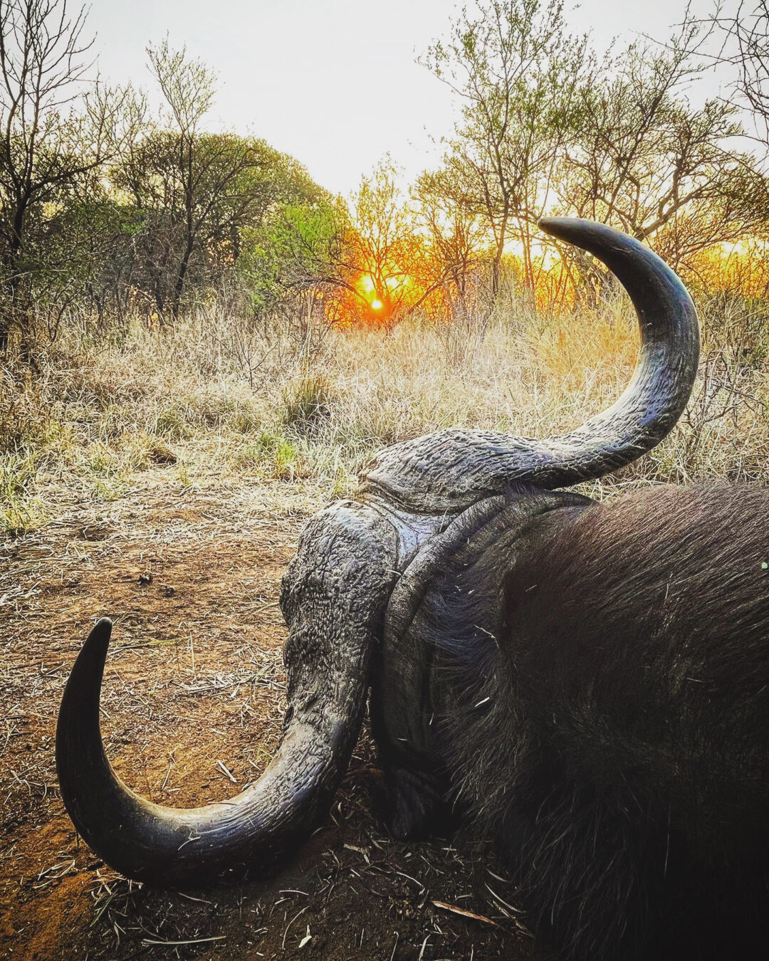 Ken Moody Safaris - AHG