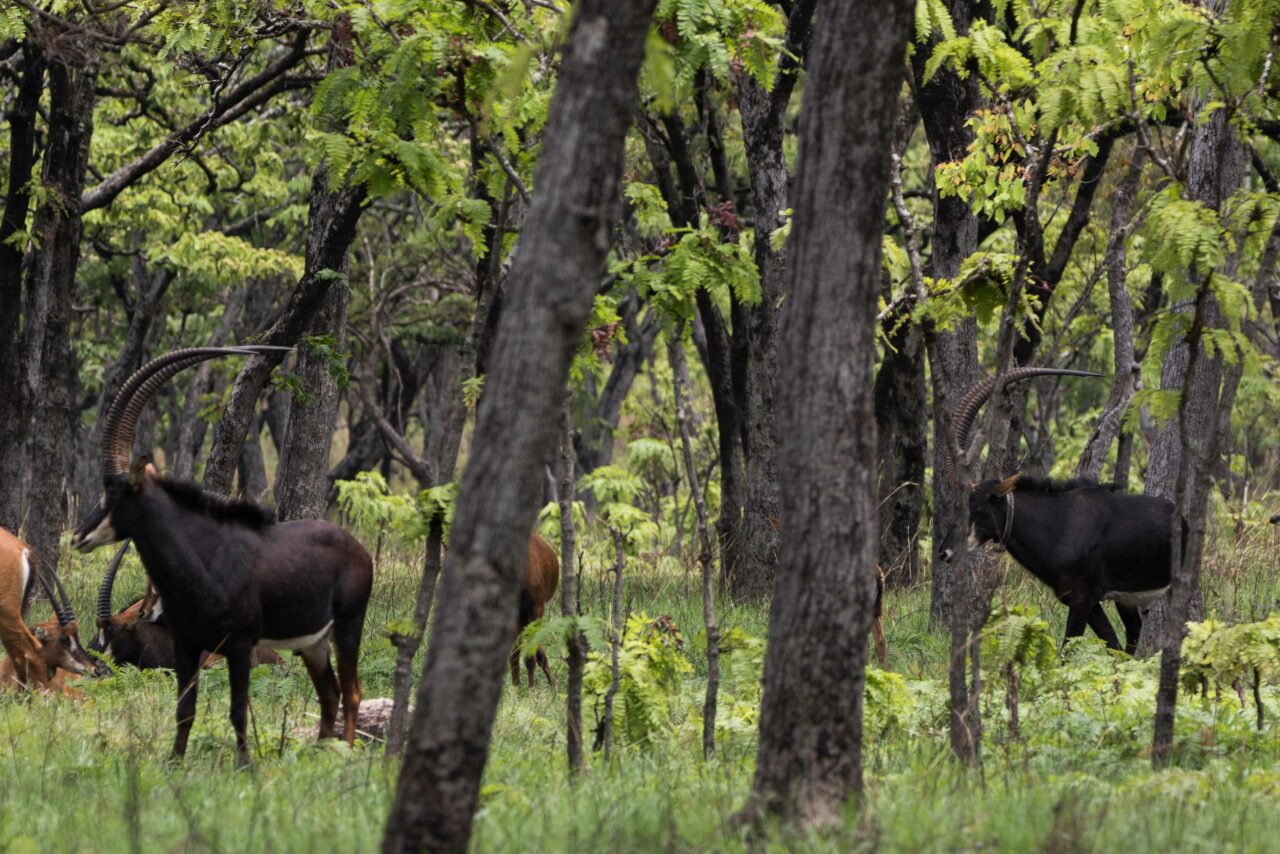 Giant Sable Conservation in Angola - AHG