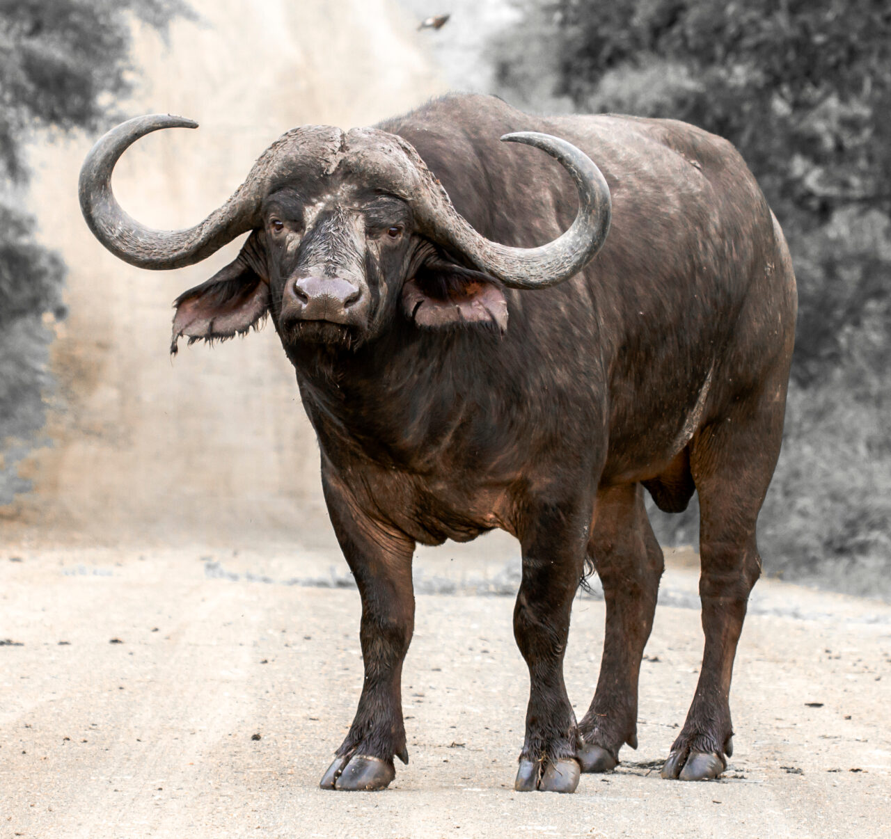 Are Cape Buffalo Really That Dangerous? - AHG