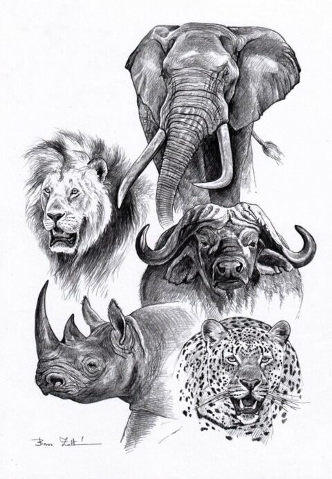 Wildlife Artist: Zoltan Boros - AHG