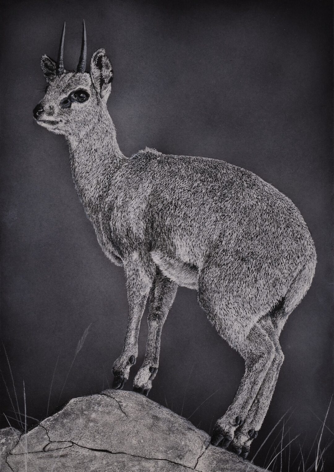 Rigby Art unveils new limited edition wildlife collection - AHG