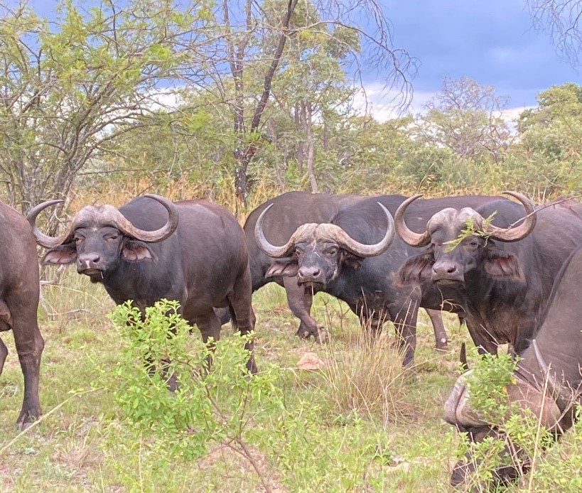 What Makes a Trophy Buffalo - AHG