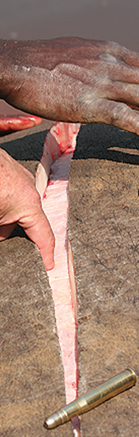 Ammo Spotlight: .404 Jeffery / 10,75 x 73mm - AHG